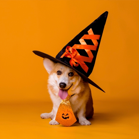 Welcome To Burlington Mall® - A Shopping Center In Burlington, MA - A Simon Property