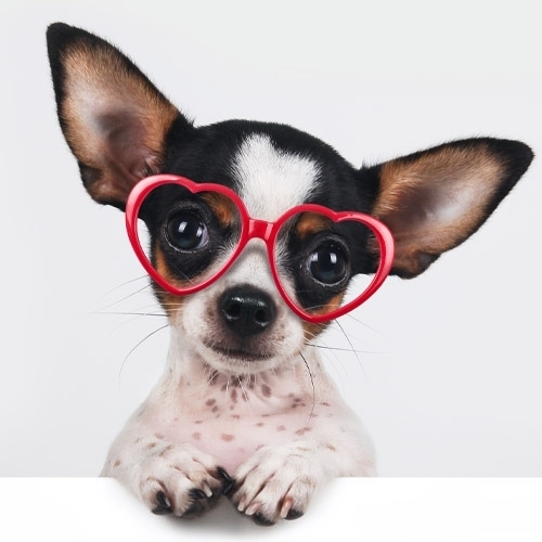 My Furry Valentine Pet Adoption at Woodland Hills Mall - A Shopping ...